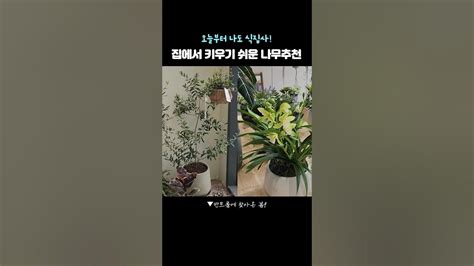 오늘부터 나도 식집사🌱 집꾸미기 식집사 키우기쉬운식물 Youtube