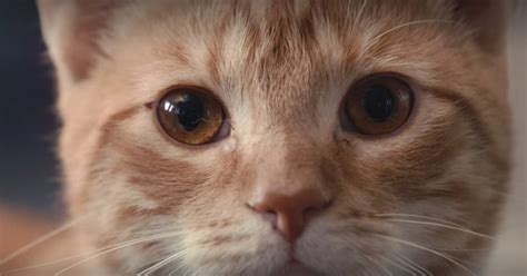 Nella Mente Di Un Gatto Recensione Del Doc Netflix Cinematographe It