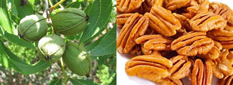 Pekan Oreh Sadna Drevesnica Malus