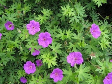 40 Wild Geraniums Plants Cranesbill Geranium Maculatum Organic Bare