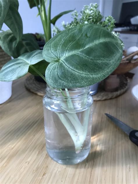 This Is My First Time Propagating Is This The Right Way Its A