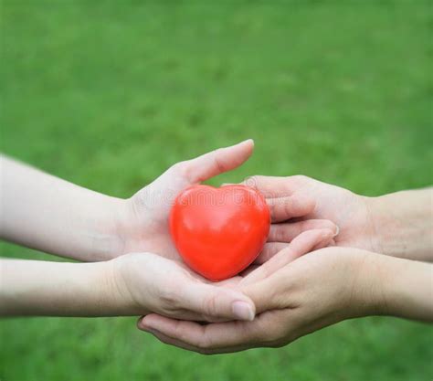 Handen Van Mens En Vrouw Die De Rood Hart Houden Die Het Beschermen