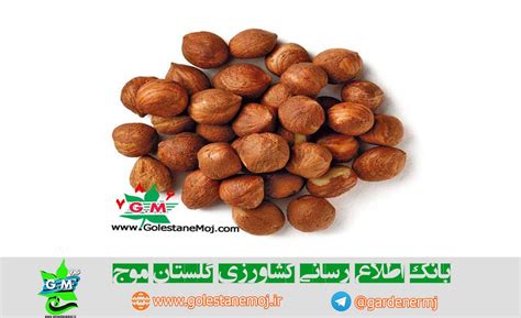 درخت فندق مجله کشاورزی گلستان موج