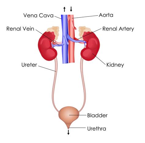 Simple Labeled Urinary System Diagram Human Urinary System L