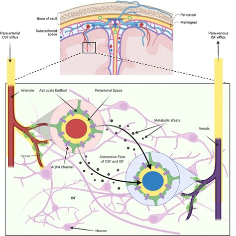 Figure 1 From The Glymphatic System And Subarachnoid Hemorrhage Disruption And Recovery