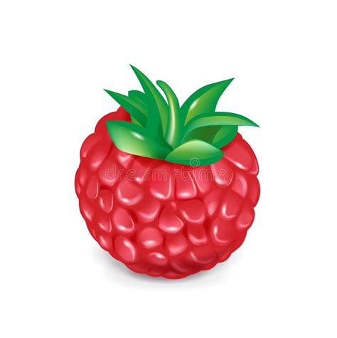 Raspberry Sketch Stock Illustration Illustration Of Health 39982904