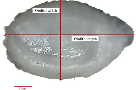 Description Of The Internal Face Of The Right Sagittal Otolith Of The Download Scientific