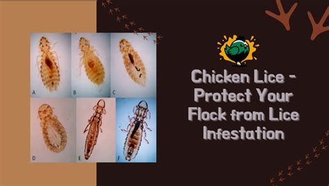 Chicken Lice Protect Your Flock From Lice Infestation