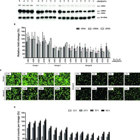 Genetic Preference And Evolution Of The M Segment Specific Non Coding