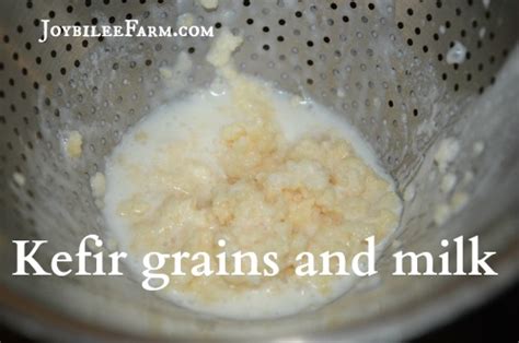 Kefir Grains And Milk Joybilee® Farm Diy Herbs Gardening