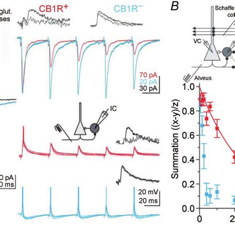 synaptic excitation integration and recruitment of basket cells a top