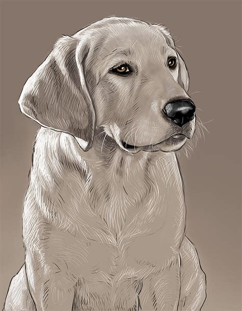 Home Remedies To Treat Parvo In Puppies Ph