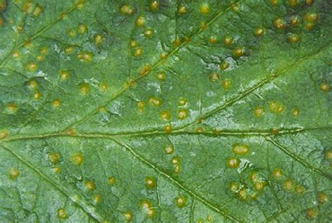 Raspberry Rubus Spp Yellow Rust Pacific Northwest Pest Management