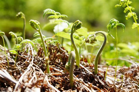 ヌメリとほろ苦さが大人気の山菜蕨ワラビについて徹底解説いたします