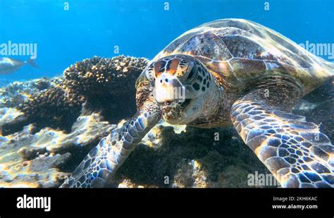 Head On Face To A Face Shot Of Green Sea Turtle Eating Red Seaweed On