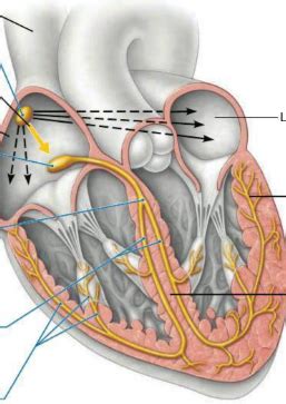 Intrinsic Conduction System Of The Heart Diagram Quizlet