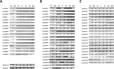 Tissue And Sex Specific Expression Of Iglurs Irs Obps And Csp Two