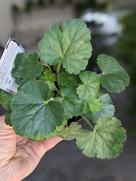 Heuchera Ruby Bells 100mm