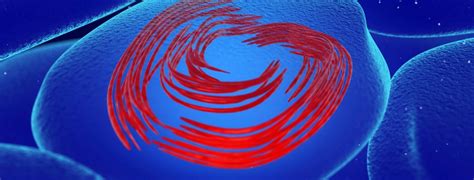 Skin Keratinocytes — Botanical Formulations