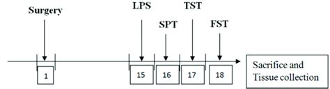 Timeline Of The Experimental Procedures Spt Sucrose Preference Test
