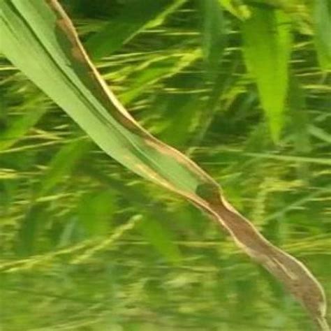 Rice Leaf Disease Detection Object Detection Dataset By Ashok Pal