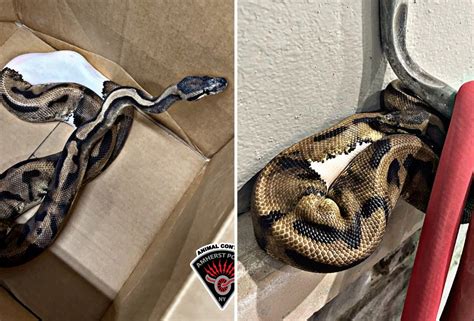 Mystery Of New York Car Wash Where 5 Pythons Have Turned Up In One