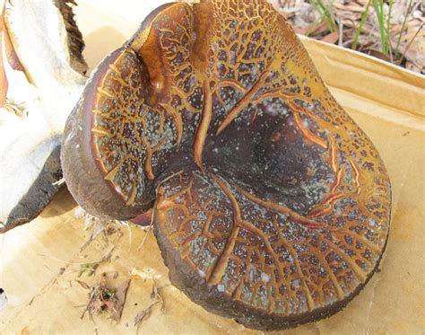 Australian Bolete Mushrooms Fungioz Australian Fungi And More