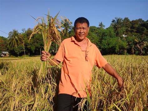 How Do You Harvest Rice Ivesguy