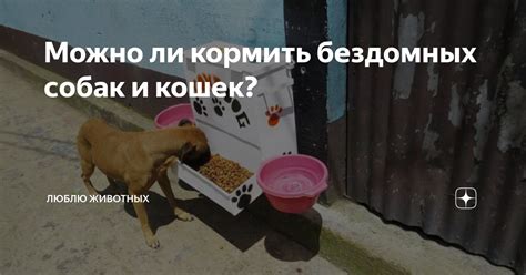 Можно ли кормить бездомных собак и кошек Личное мнение с Денисом
