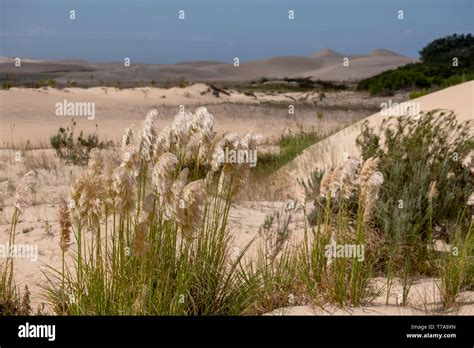 Pampas Grass Growing In The Sand At The Alexandria Coastal Dune Fields