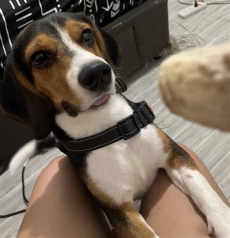 He Loves His Bone Too Much Rbeagle
