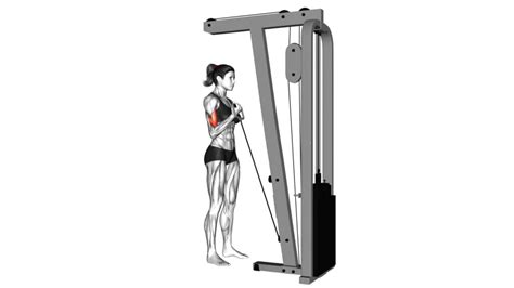 Cable One Arm Curl Female Exercise Guide And Tips