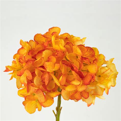 Artificial Hydrangea Stem Orange 60cm Dry Look Silk By Design