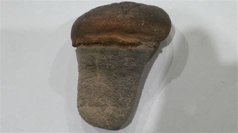 Help With Prehistoric Tooth Fossil Id The Fossil Forum