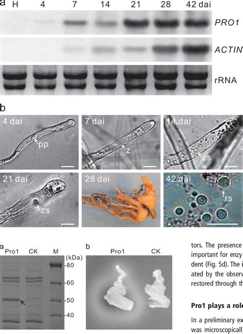 Figure 2 From Molecular Characterization Of A Serine Protease Pro1 From Plasmodiophora Brassicae