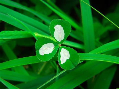 Lucky Clover Three-Leaf - Free photo on Pixabay