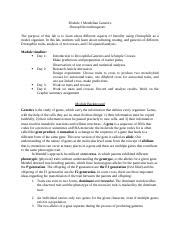 Module 1 Instructions Docx Module 1 Mendelian Genetics Drosophila
