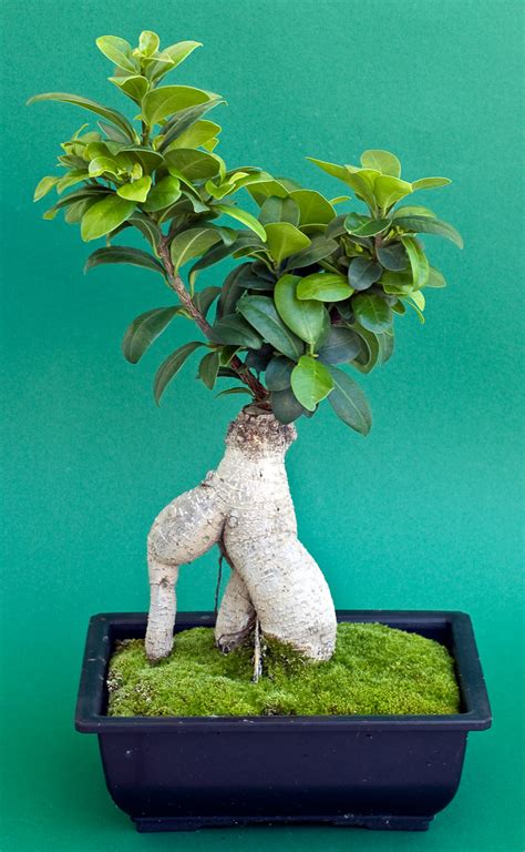 Ficus Ginseng Bonsai Oder Baum