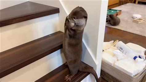 People Cant Handle This Adorable Otter Carefully Carrying His Tiny