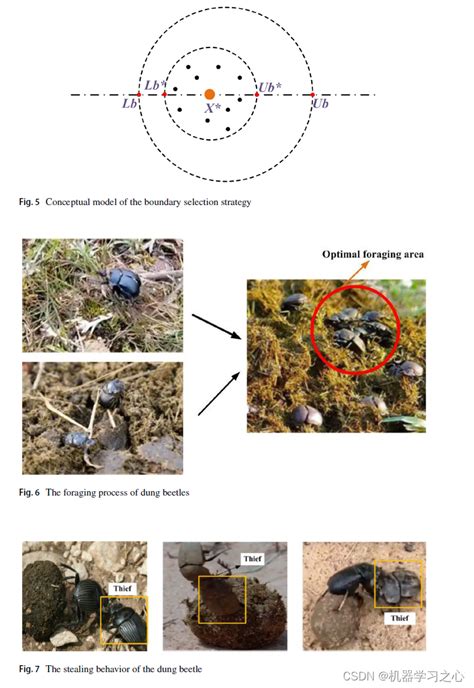 多维时序 matlab实现dbo lstm蜣螂算法优化长短期记忆神经网络多变量时间序列预测 ew帮帮网
