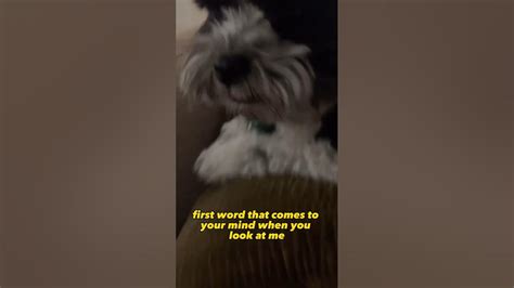 I Might Regret This Dogdog Duet Cutepuppy Dog Funnydogs Puppy