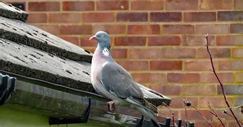Eco Friendly Gutter Care Sustainable Practices For Homeowners Alice