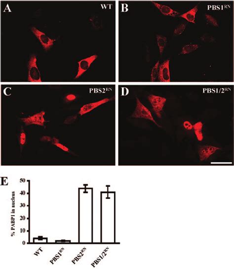 Subcellular Localization Of Pabp1 With Mutated Pbs Sequences A To D Download Scientific