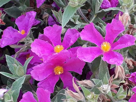 Cistus L. | Plants of the World Online | Kew Science