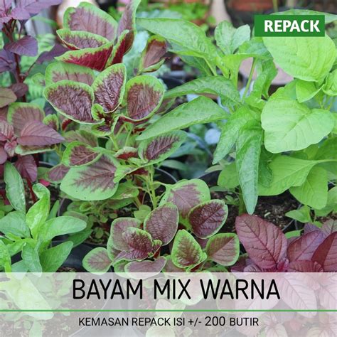 Jual Benih Biji Bakal Bibit Bayam 4 Jenis Mix Repack Shopee Indonesia