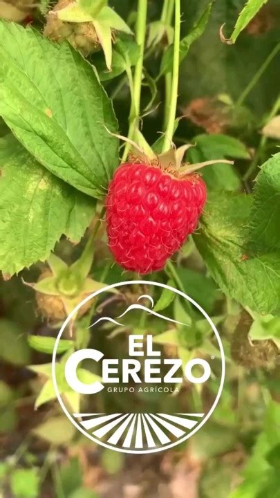 Daniel Calzada Posted On Linkedin