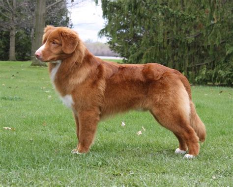 Nova Scotia Duck Tolling Retriever In A Green Field