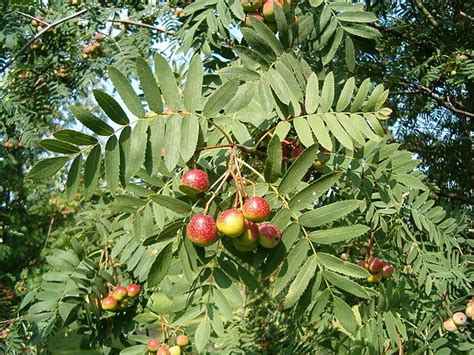 Bourgeon de Sorbier Gemmothérapie Bienfaits Propriétés Doctonat