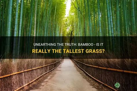 Unearthing The Truth Bamboo Is It Really The Tallest Grass Shuncy
