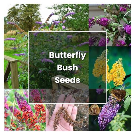 How To Grow Butterfly Bush From Cutting At Weston Donahue Blog